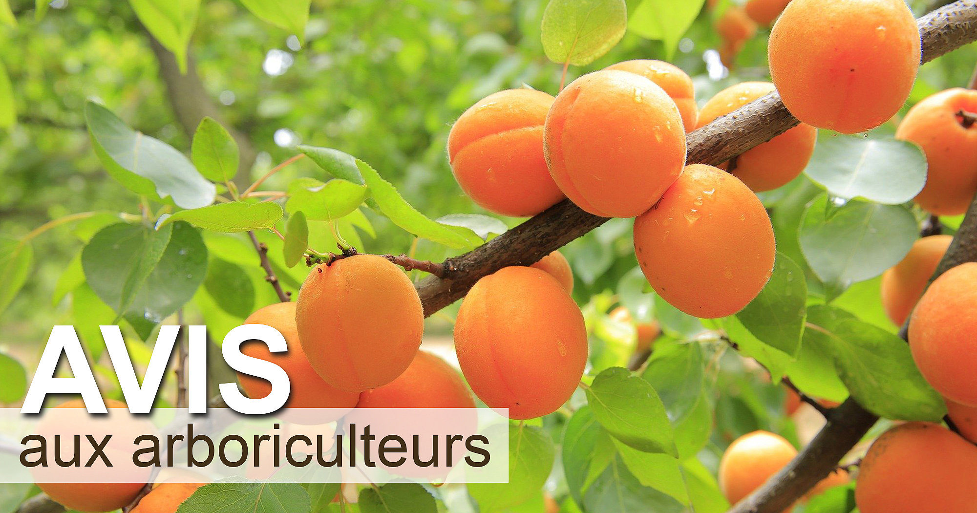 Avis aux arboriculteurs - Castelsarrasin